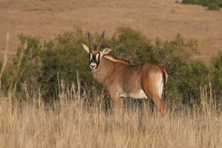 Почему вы должны посетить национальный парк Крюгера в Южной Африке в 2022 году 16031_4