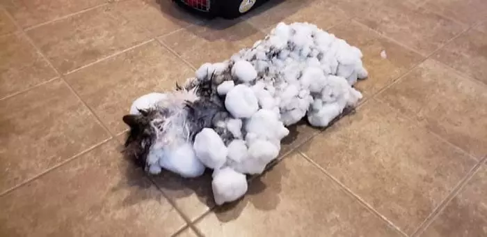 Ветеринарите го спасија животот на замрзната мачка 16183_1
