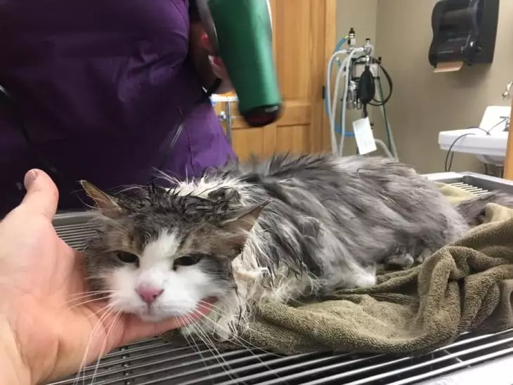 Medicii veterinari au salvat viața pisicii înghețate 16183_2