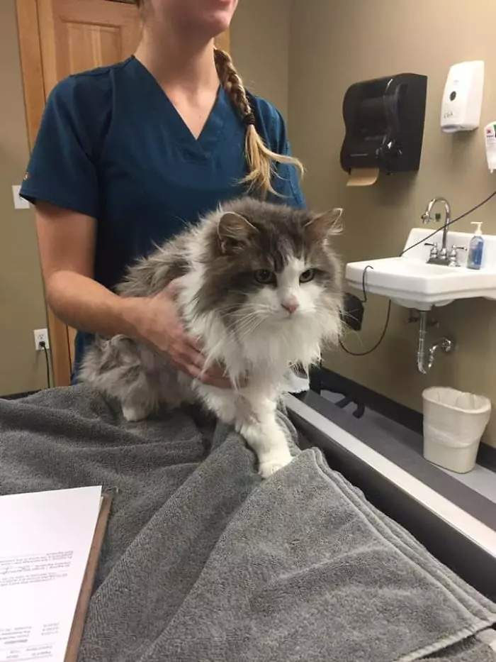 Veterinārārsti izglāba Frozen Cat dzīvību 16183_3