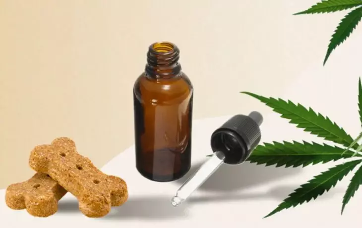 5 Cara Paling Apik Kanggo Njupuk Minyak CBD: Njelajah Pros & Cons 16334_1