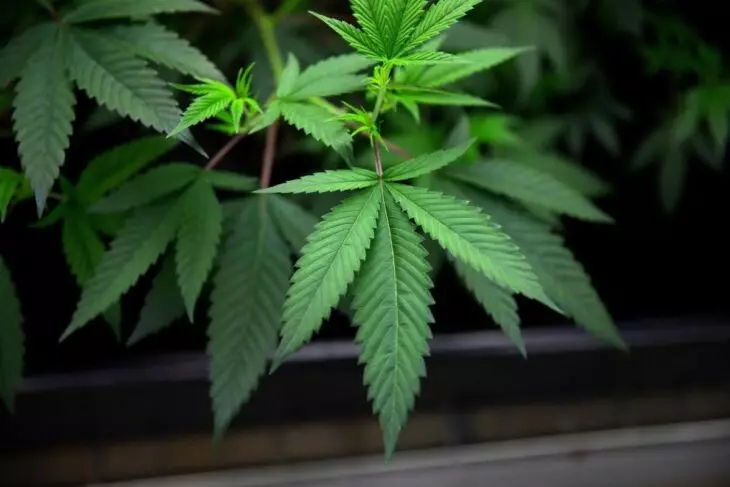 Una breve storia della cannabis in Colorado 1702_1