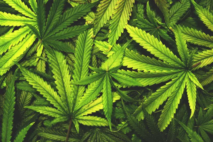 Akụkọ dị mkpirikpi nke Cannabis na Colorado 1702_4
