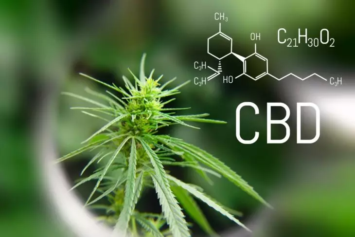 Статус-кводы бұзу: CBD енді Millennials арасында танымал емес 17806_2