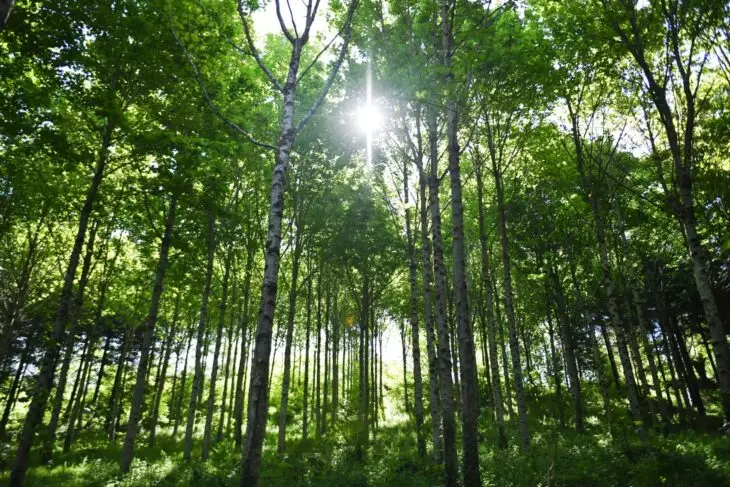 A mund ta shpëtojë planetin mbjellja e pemëve? 1912_2