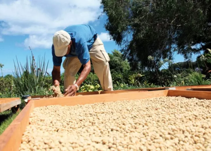 Sidee loo kaydiyaa digirta kafeega - Laga bilaabo Beerta ilaa Roasters ilaa Koob 1918_1