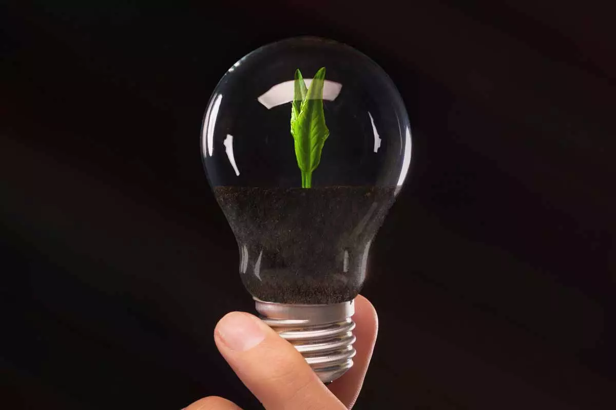 Արդյո՞ք LED լույսերը աշխատում են աճող բույսերի համար: