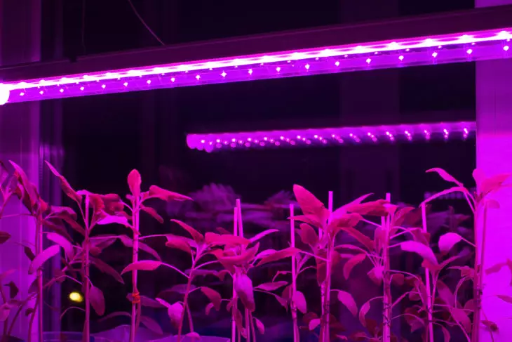 Արդյո՞ք LED լույսերը աշխատում են աճող բույսերի համար: 1954_3