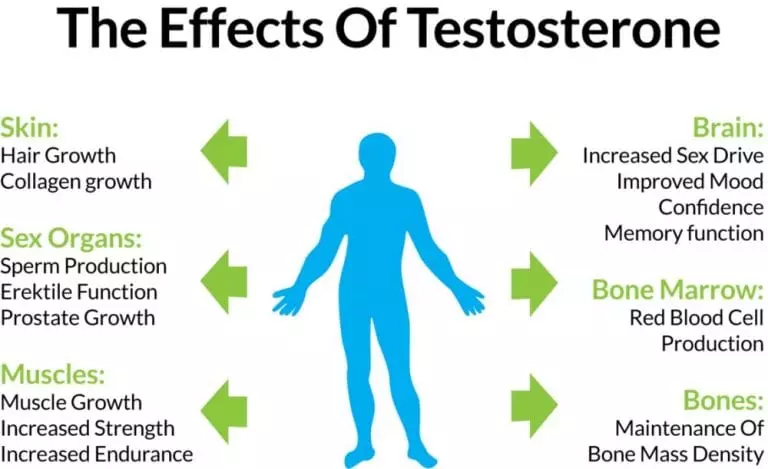 Bagaimana Testosteron Berfungsi 19963_1