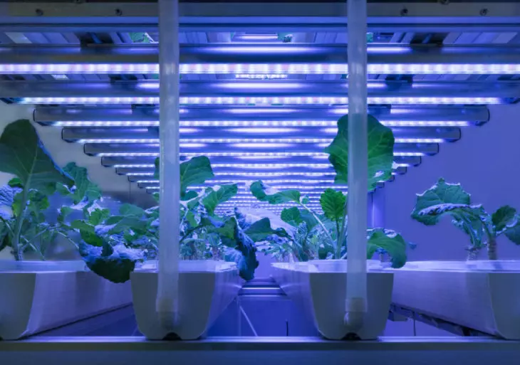 LED Grow Işıklarına Fazladan Para Harcamalı mısınız? 1997_2