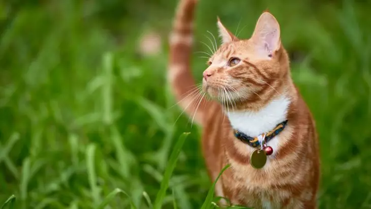 Com capturar imatges increïbles de les vostres mascotes 20177_3