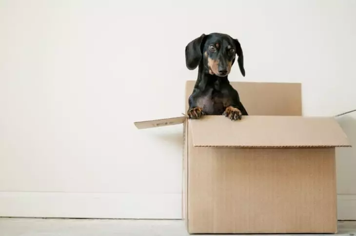 Consejos para mudarse con perros y gatos 20452_2