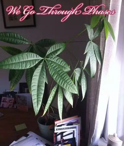 5 lliçons de vida que vaig aprendre de les meves plantes 21153_3