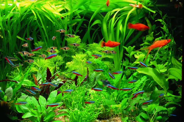 የ aquarium ሙቀት ለመጠበቅ ምርጥ መንገዶች 2147_10