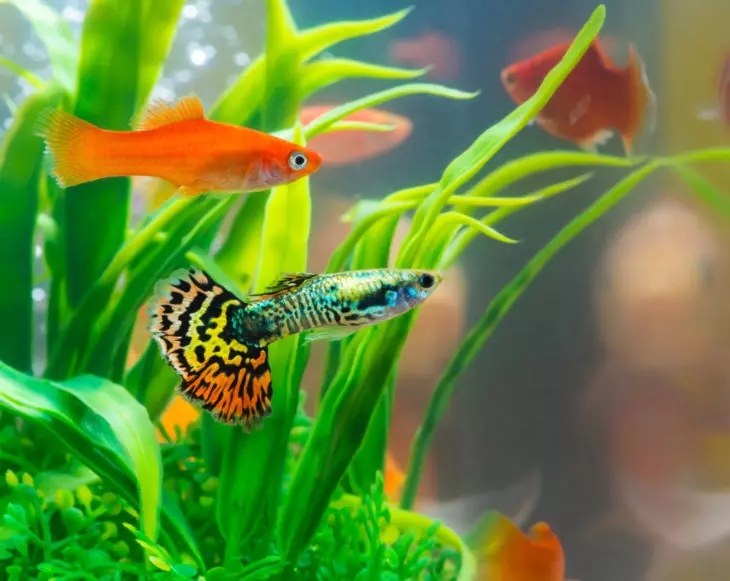 የ aquarium ሙቀት ለመጠበቅ ምርጥ መንገዶች 2147_7