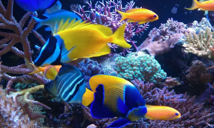 Rêbazên çêtirîn ên Parastina Germahiya Aquarium 2147_8