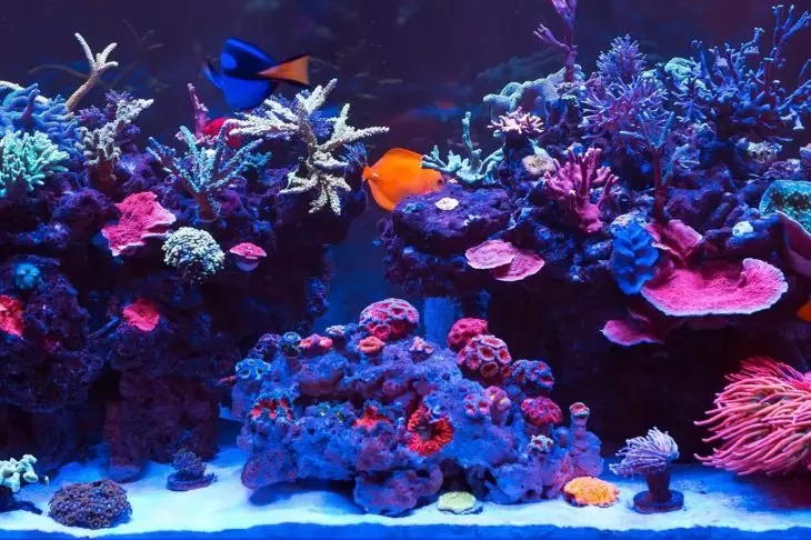 Auala sili e fa'atumauina ai le vevela o le Aquarium 2147_9