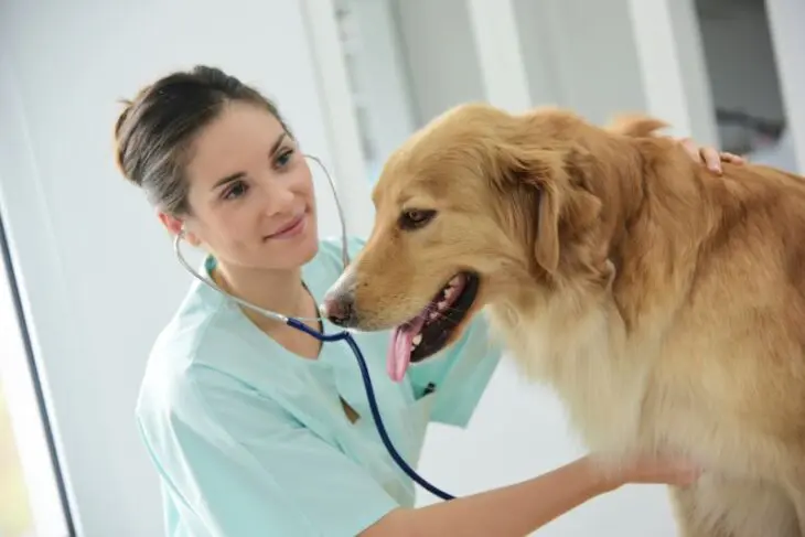 6 съвета и трика за възстановяване на вашето куче след операция 2206_1