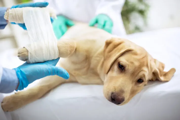 6 consigli e trucchi per il recupero del tuo cane dopo l'intervento chirurgico 2206_3