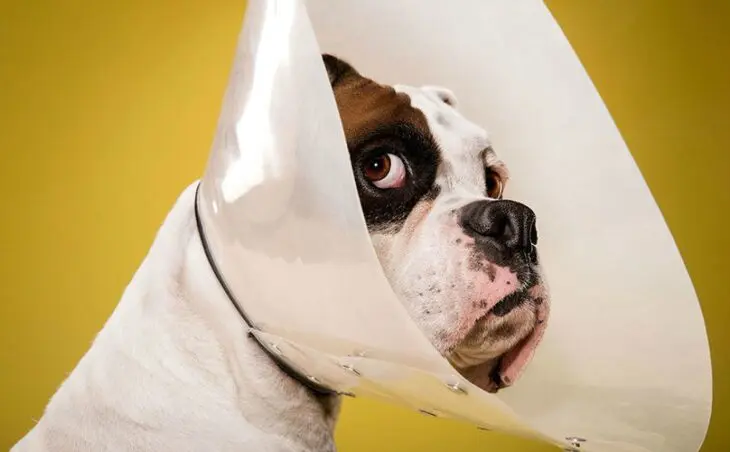 6 hersteltips en -trucs voor uw hond na een operatie 2206_5