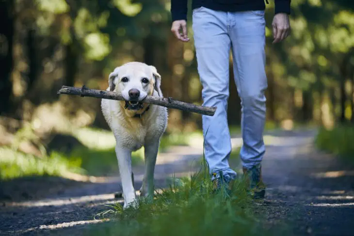 6 съвета и трика за възстановяване на вашето куче след операция 2206_6