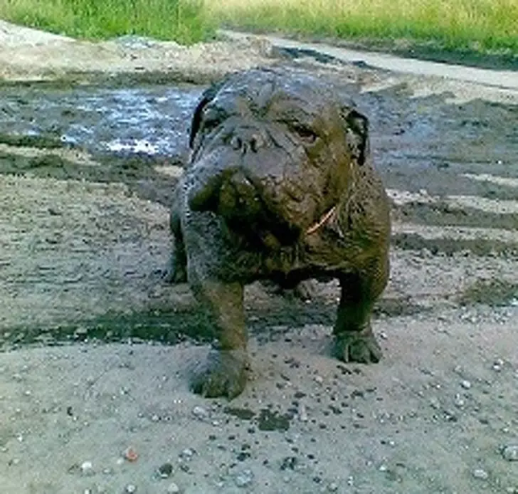 Foto Bulldog yang Akan Membuat Anda Sangat Bahagia 22617_10