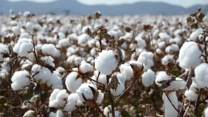 Remédios naturais para tratar hemorróidas 22655_6