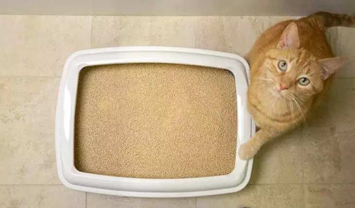 ما هي فضلات القطط القابلة للغسل؟ هل يجب عليك استخدامها؟ 23983_3
