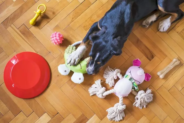 Comment savoir si vos jouets pour chiens sont sûrs ? 2621_3