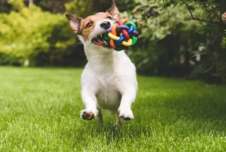 Bagaimana Anda Tahu jika Mainan Anjing Anda Selamat? 2621_4