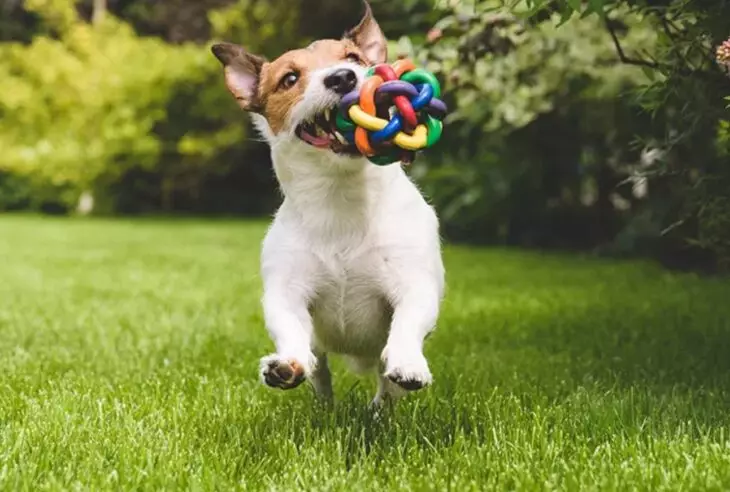 Woher wissen Sie, ob Ihr Hundespielzeug sicher ist? 2621_4