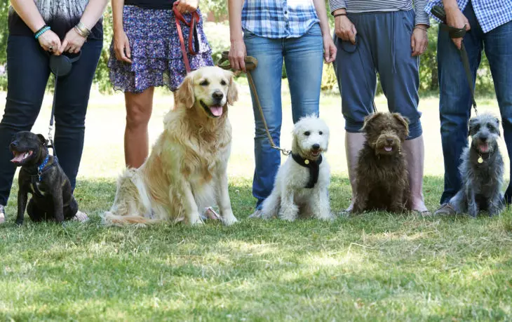 Woher wissen Sie, ob Ihr Hundespielzeug sicher ist? 2621_6