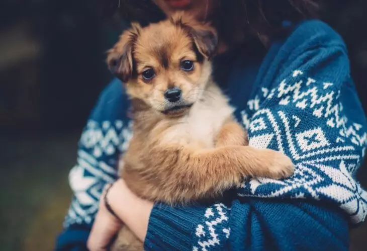 6 manieren waarop een hondenmand de angst van uw hond kan kalmeren 2647_1