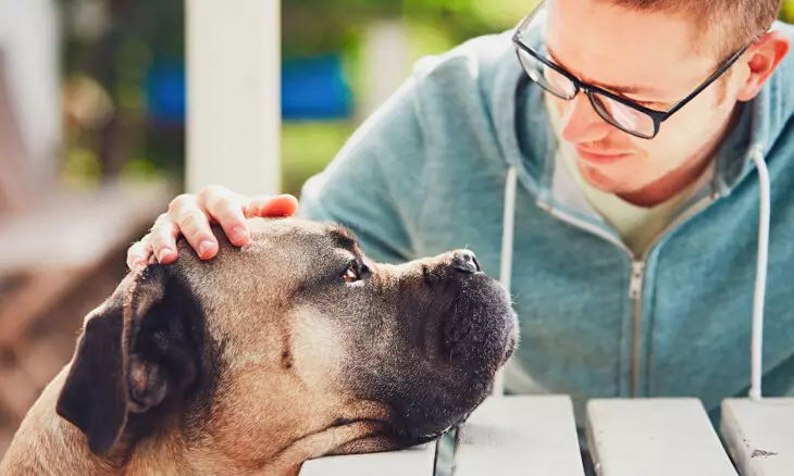 6 Cara Ranjang Anjing Bisa Nenangkeun Kahariwang Anjing Anjeun 2647_4