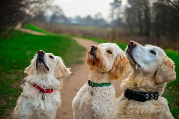 6 cousas que facer se o teu Goldendoodle está aburrido 2649_1