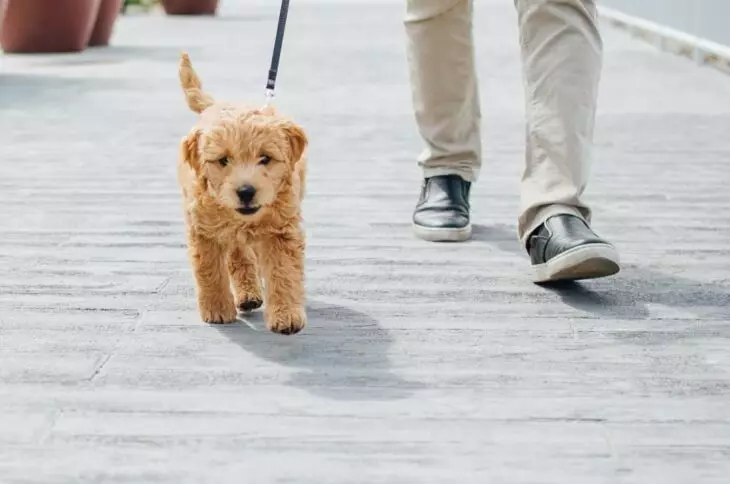 6 cousas que facer se o teu Goldendoodle está aburrido 2649_2