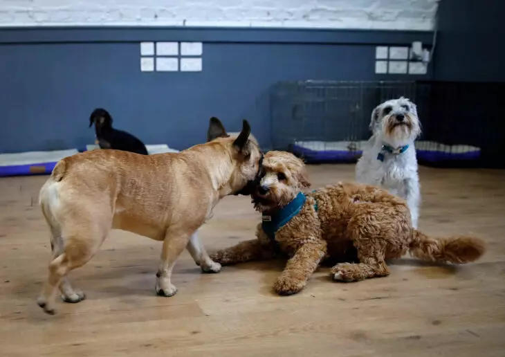 6 أشياء يمكنك فعلها إذا شعرت بالملل في Goldendoodle 2649_3