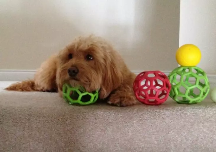 Таны Goldendoodle уйдаж байвал хийх 6 зүйл 2649_4