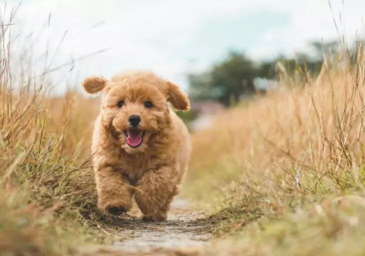 6 cousas que facer se o teu Goldendoodle está aburrido 2649_5