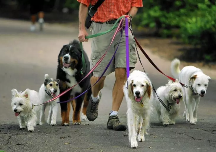 6 Saachen ze maachen wann Äre Goldendoodle langweilen ass 2649_6