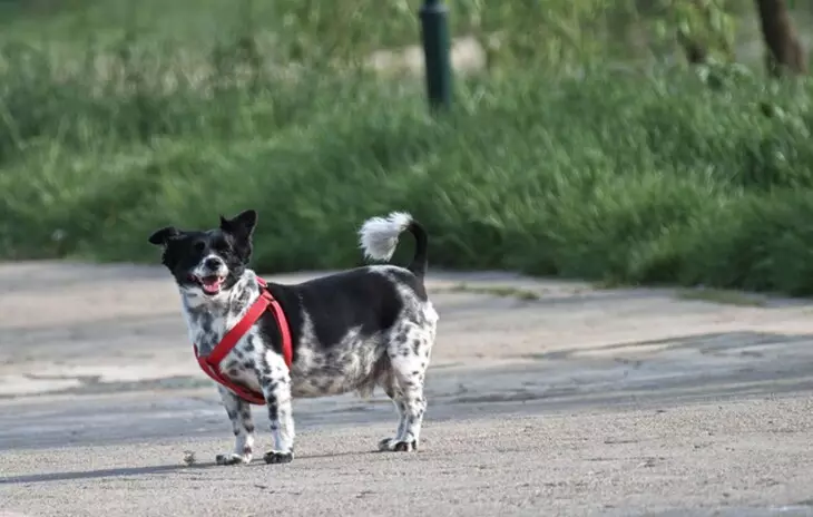 O que você deve fazer se perder seu cachorro? 2651_1