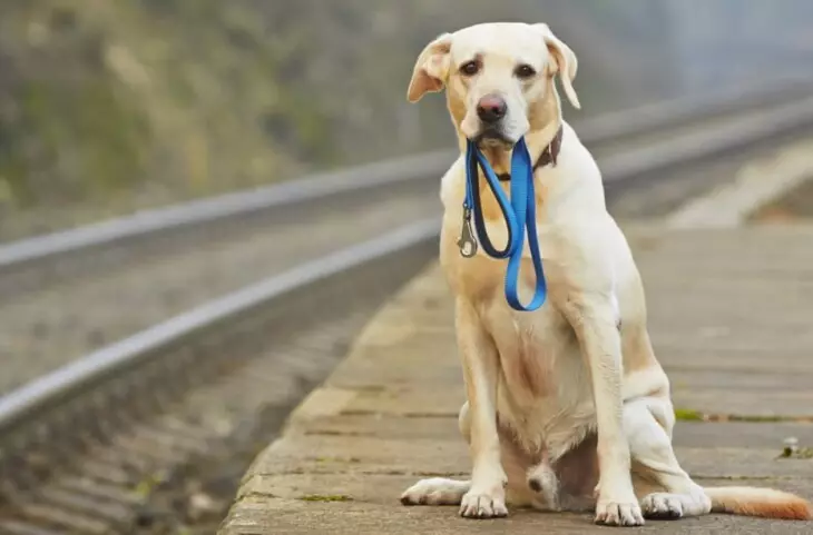 O que você deve fazer se perder seu cachorro? 2651_2