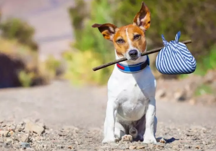 O que você deve fazer se perder seu cachorro? 2651_3