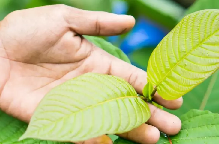 Kratom törzsek, hatások és adagolás – 2022. évi útmutató 26707_2