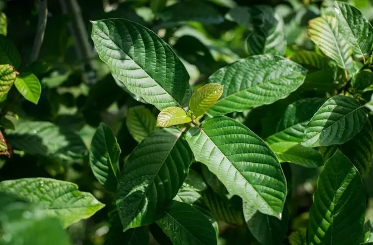 Kratom ştamlary, täsirleri we dozasy - 2022 gollanma 26707_3