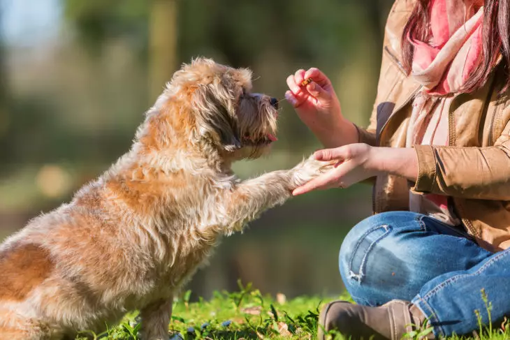 Aquesta substància per a mascotes podria canviar la vida del vostre gos 26906_1