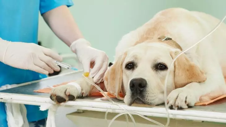 Esta sustancia para mascotas podría cambiar la vida de tu perro 26906_2