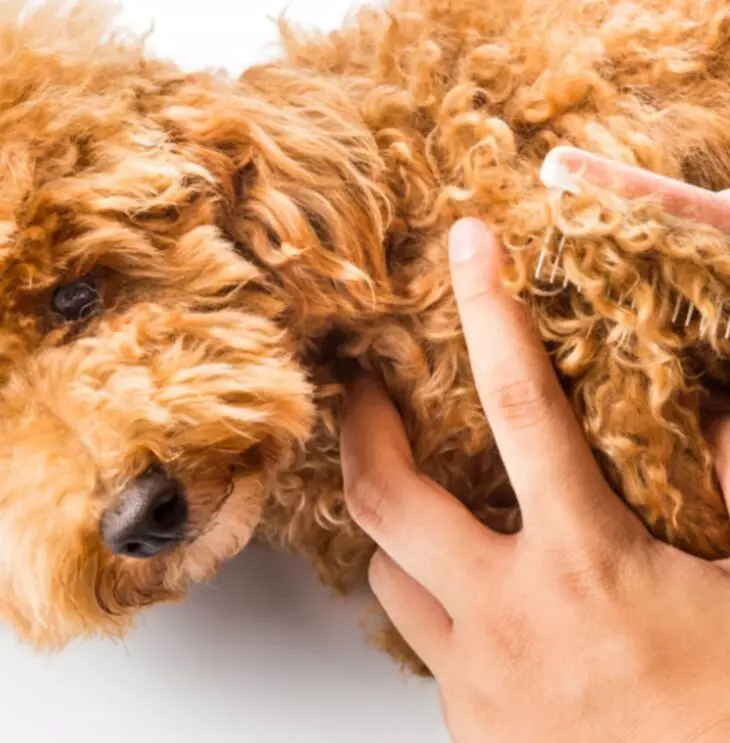 5 tipov na starostlivosť pre majiteľov Goldendoodle 2715_2