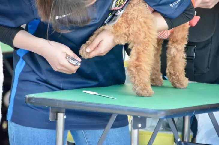 5 порад щодо догляду для власників Goldendoodle 2715_4