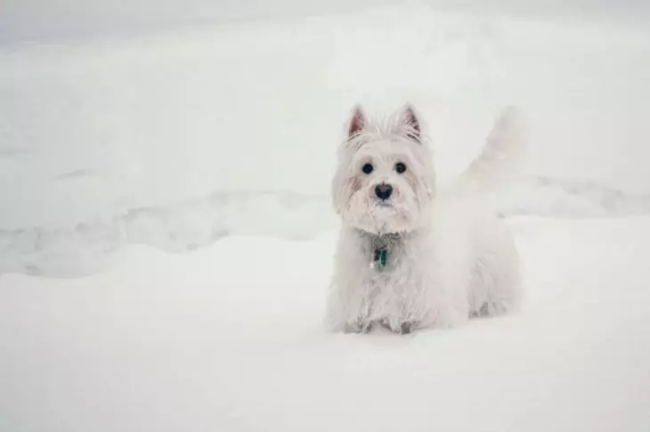 7 ข้อเท็จจริงที่น่าอัศจรรย์ที่เจ้าของ Westie ทุกคนค้นพบเมื่ออาศัยอยู่กับพวกเขา 2721_3